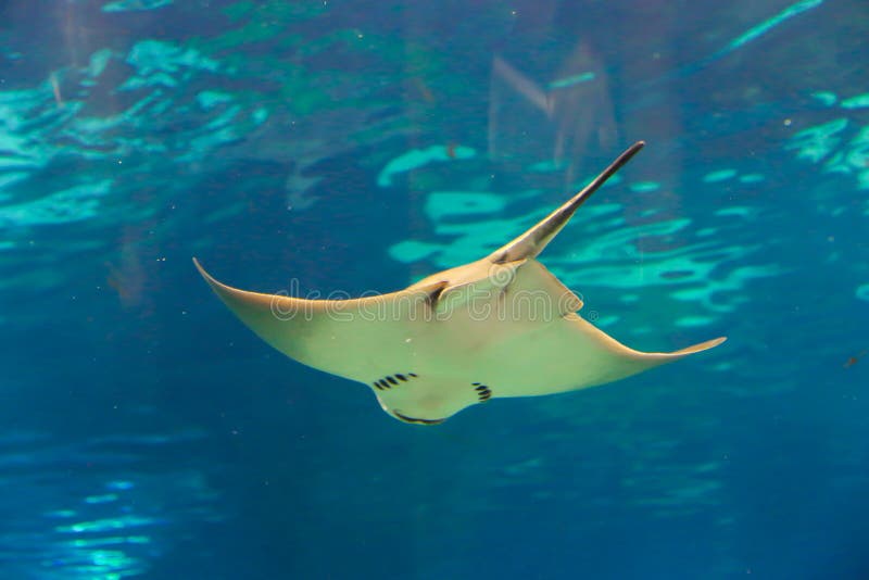 Devil fish stock image. Image of alicante, escorpaena - 12733545