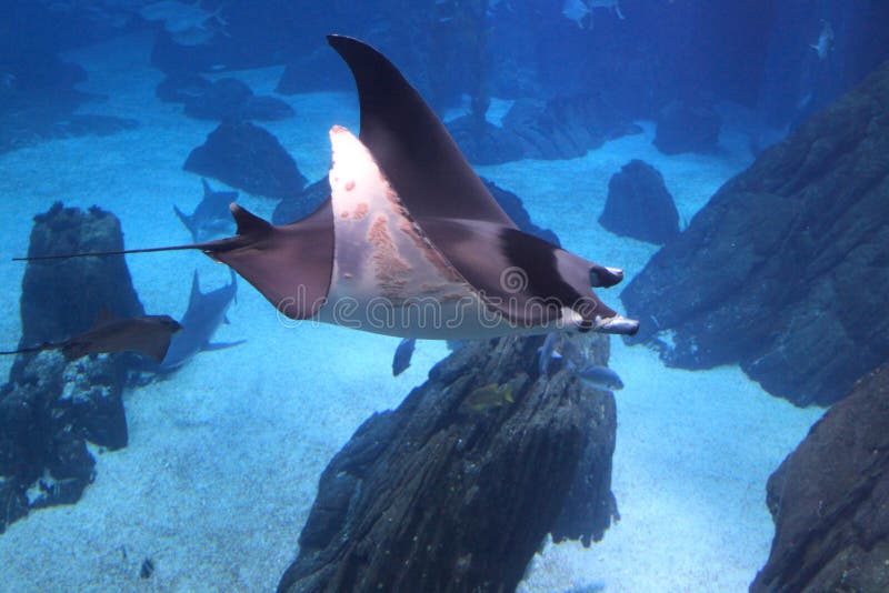 Devil fish stock image. Image of devil, marine, animal - 46348603