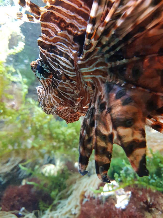 Devil fish stock image. Image of poisonous, aquarium, marine - 5329521