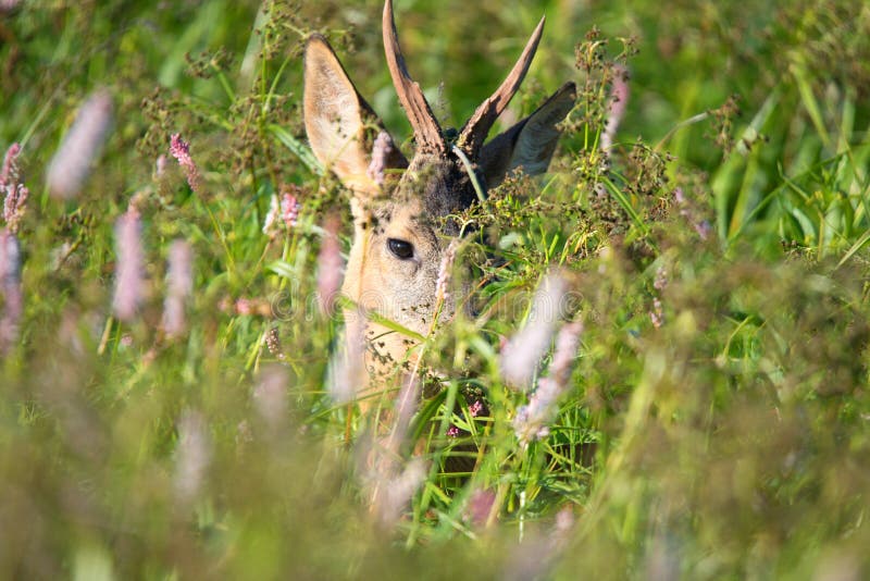 Devil in the grass stock image. Image of devil, deer - 107671453