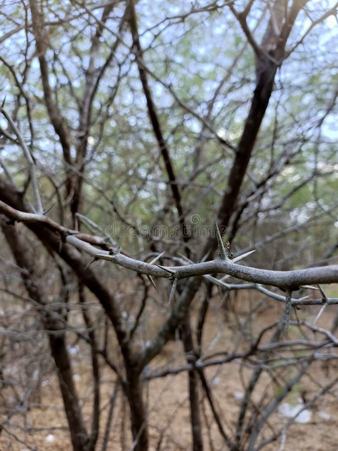 Devil Plant Its Very Dangerous Stock Image - Image of plant, devil ...