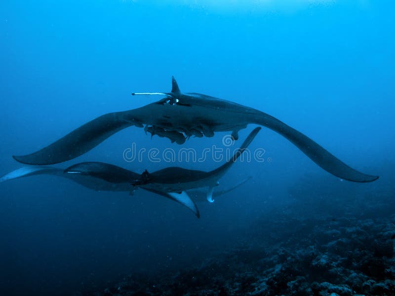 Devil ray stock photo. Image of indian, oceanic, manta - 4981794