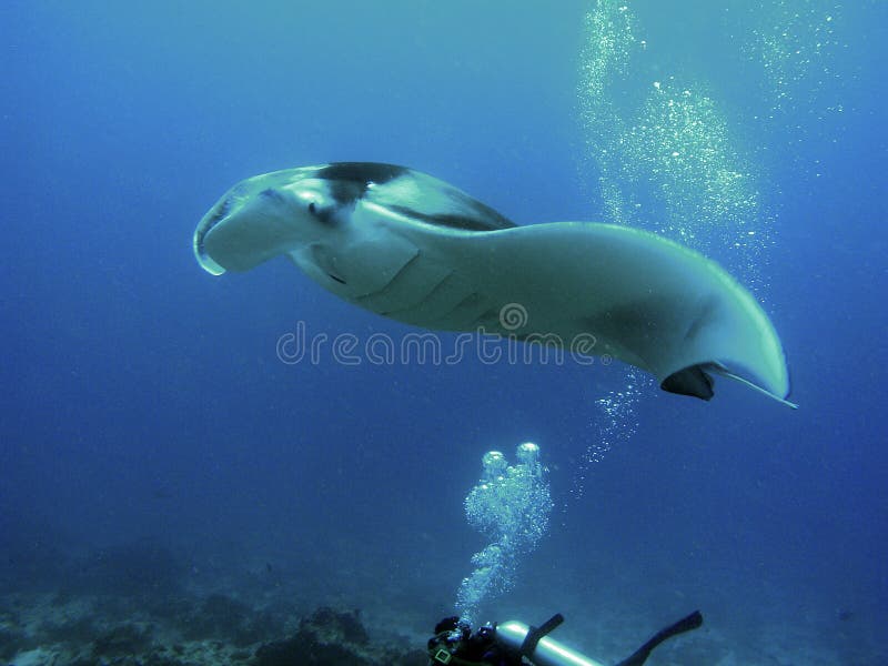 Devil ray stock photo. Image of submarinism, landscape - 4981830