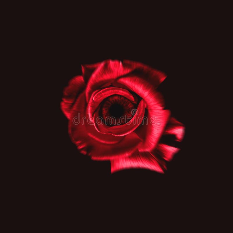 Devil eye in red rose stock photo. Image of love, flower - 179962638