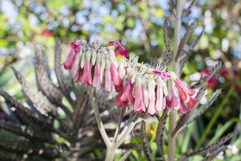 Devil’s Backbone, the Mother-of-thousands Blooms with Pink Flowers ...