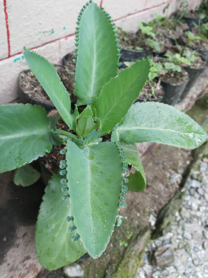 Devilâ€™s backbonePlant stock photo. Image of backbone - 252295292