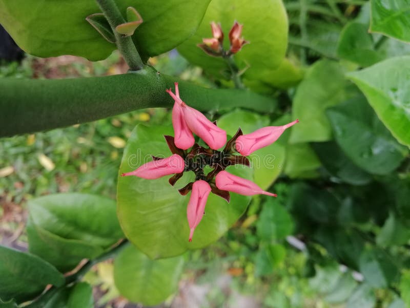 Devil S Backbone Plant at Wild Stock Image - Image of nature ...