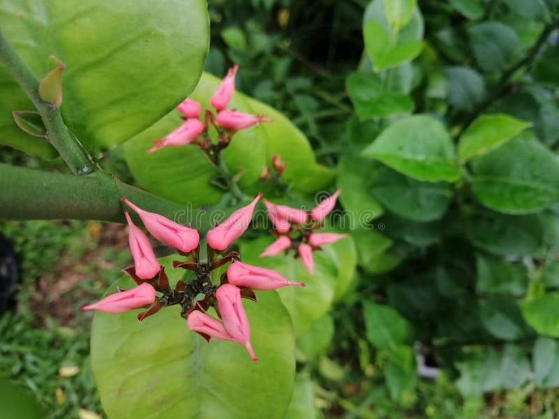 Devil S Backbone Plant at Wild Stock Image - Image of pink, tropical ...