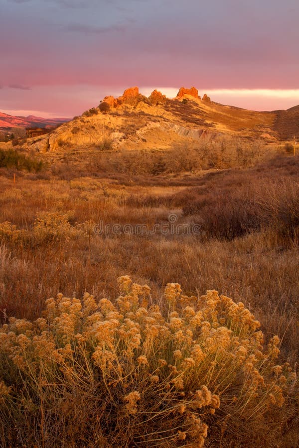 Devil`s Backbone Flowers, Euphorbia Tithymaloides or Pedilanthus ...