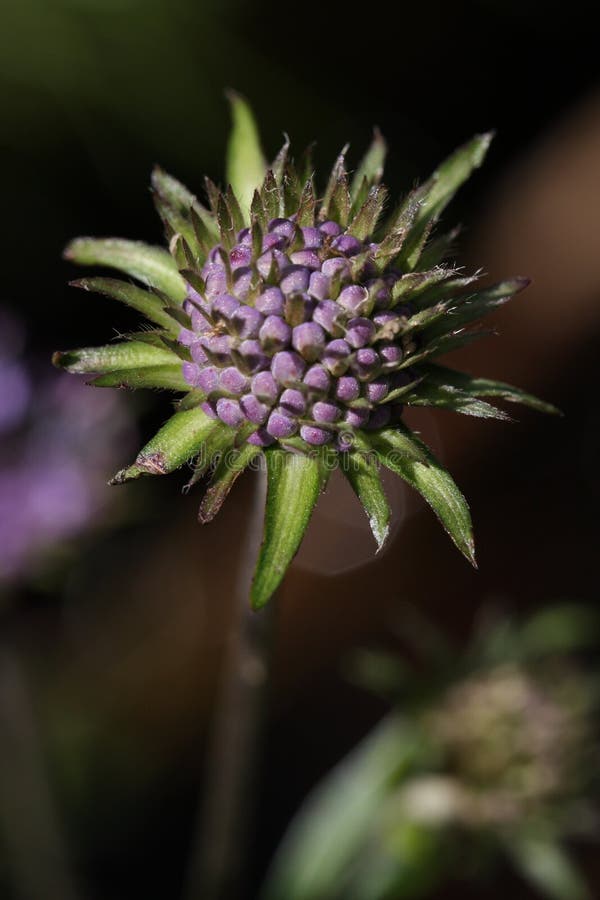 Devil`s Bit or Devil`s Bit Scabious Flower Stock Photo - Image of ...