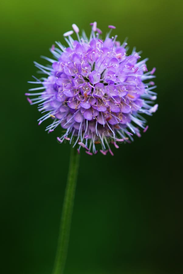 Devil s-bit flower stock image. Image of black, meadow - 26185825