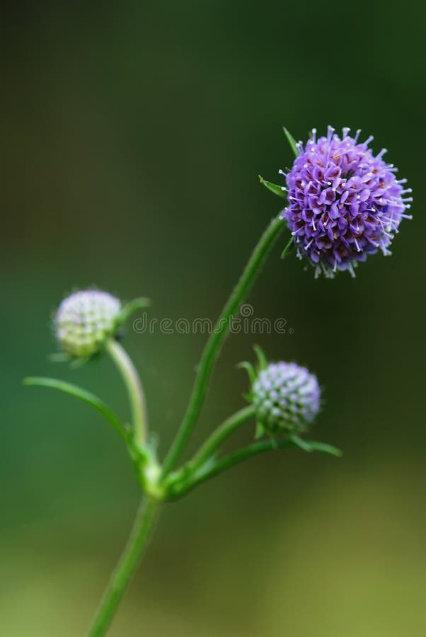 Devil S-bit Flower (Succisa Pratensis) Stock Image - Image of blossom ...