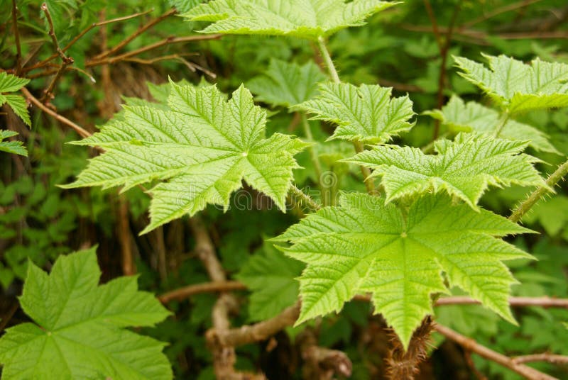 Devil s club herb stock image. Image of horizontal, plant - 34001839