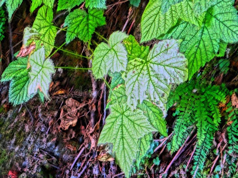 Devil S Club Leaves ( Oplopanax Horridus), Stock Photo - Image of fern ...