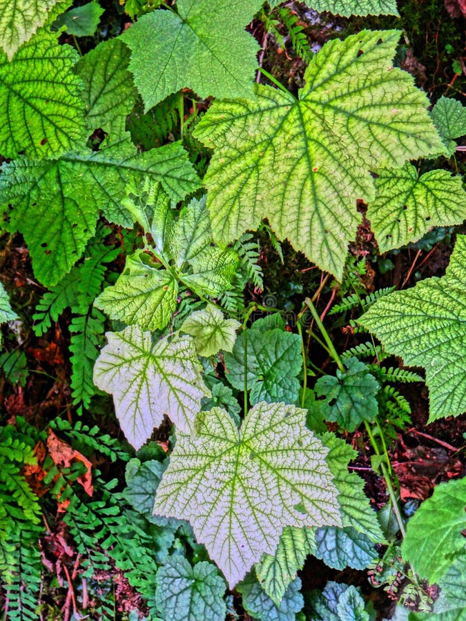 Devil S Club Leaves ( Oplopanax Horridus), Stock Image - Image of plant ...