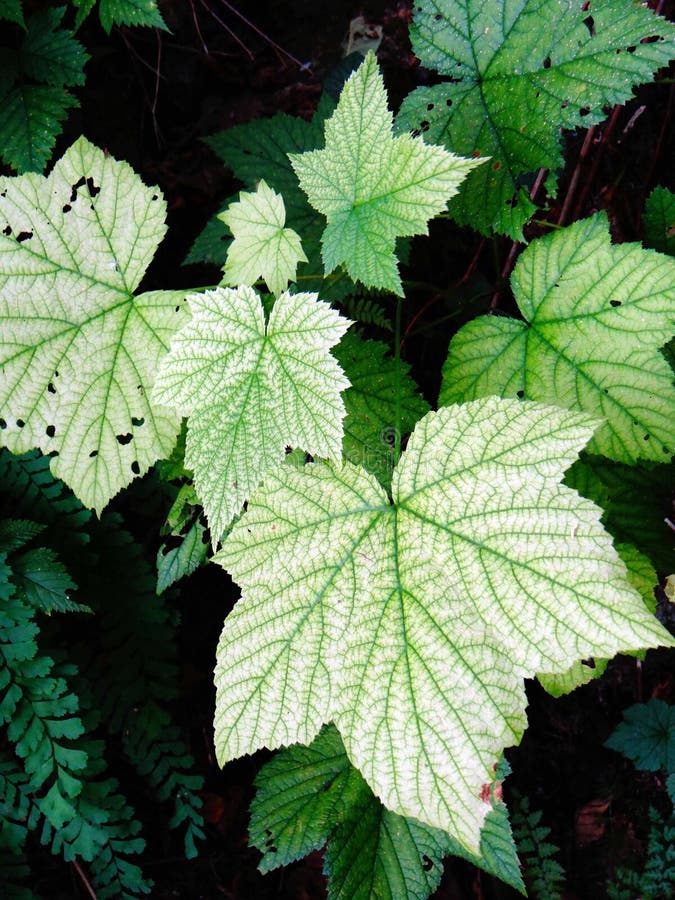 Devil S Club Leaves ( Oplopanax Horridus), Stock Photo - Image of ...