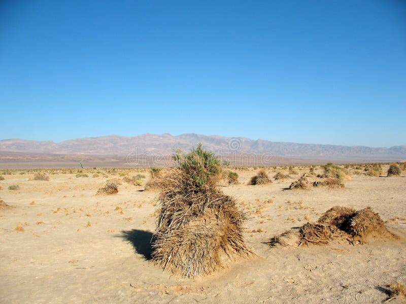 Devil S Corn Field Death Valley Stock Photo - Image of loneliness ...