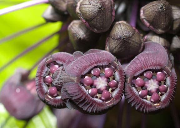 Devil s Flowers stock image. Image of ball, wheel, devil - 3229873