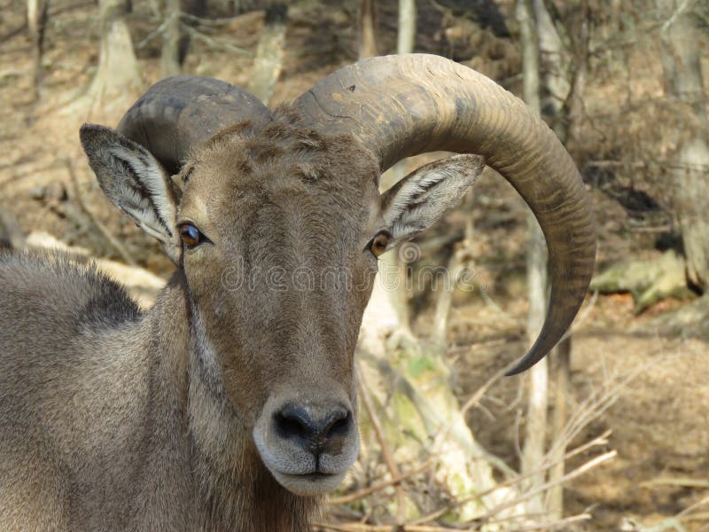 Devil`s horns stock photo. Image of goat, sheep, forest - 99441138