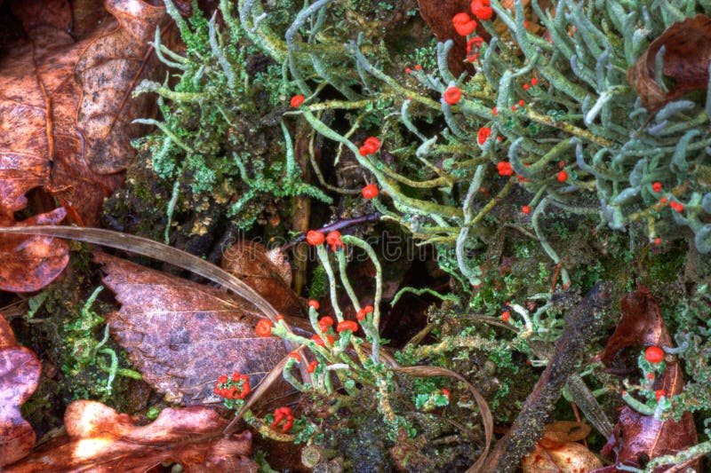 Devil S Matchsticks on Rotting Wood Stock Photo - Image of symbiotic ...