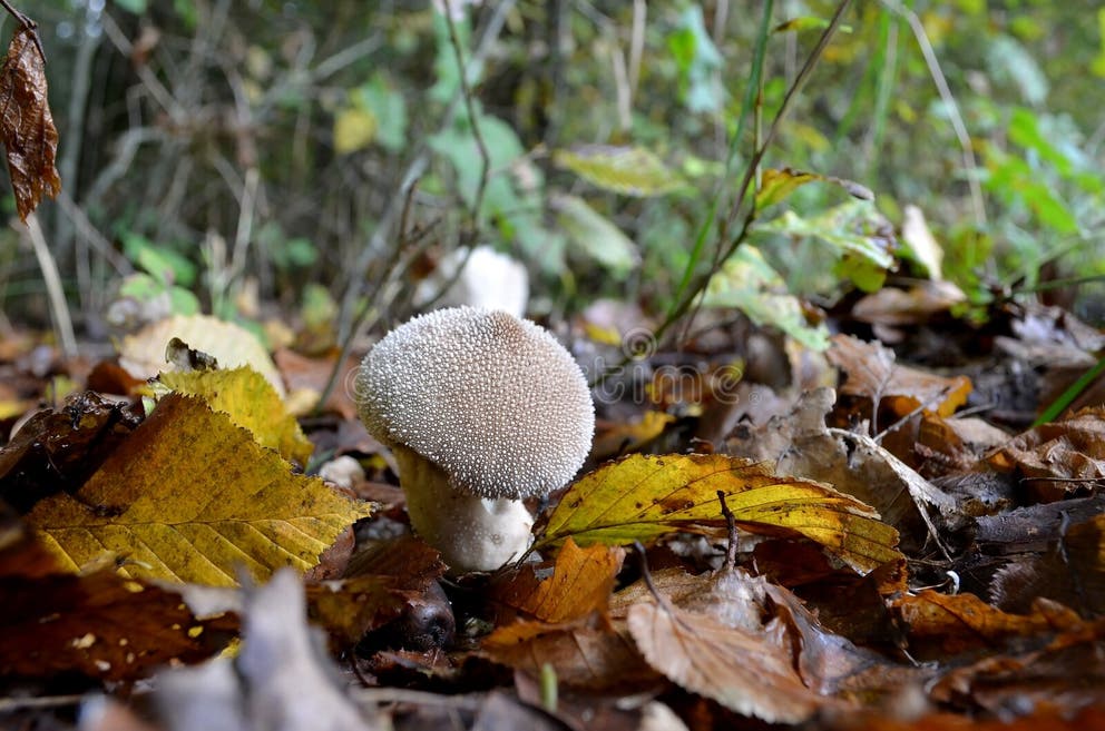 Devil s snuff-box stock photo. Image of leaf, common - 27174096