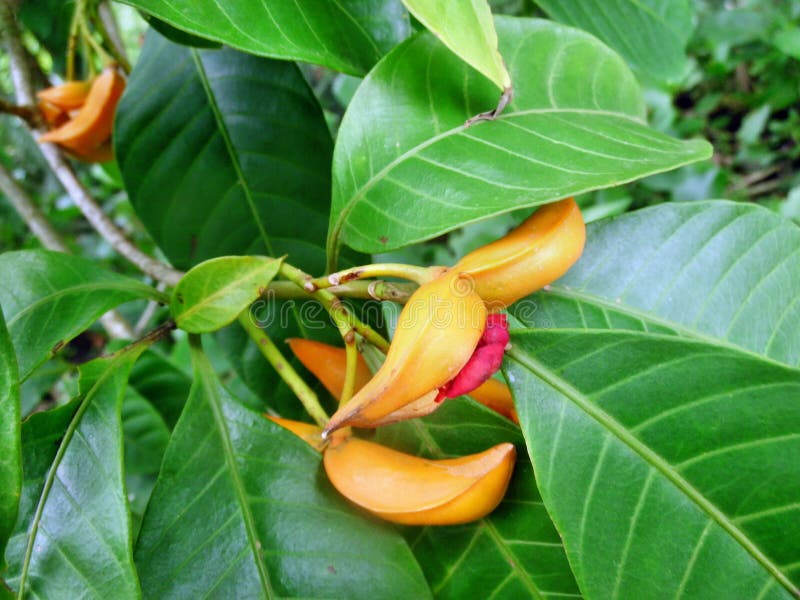 Devils tree stock image. Image of trees, nature, snow - 12620523