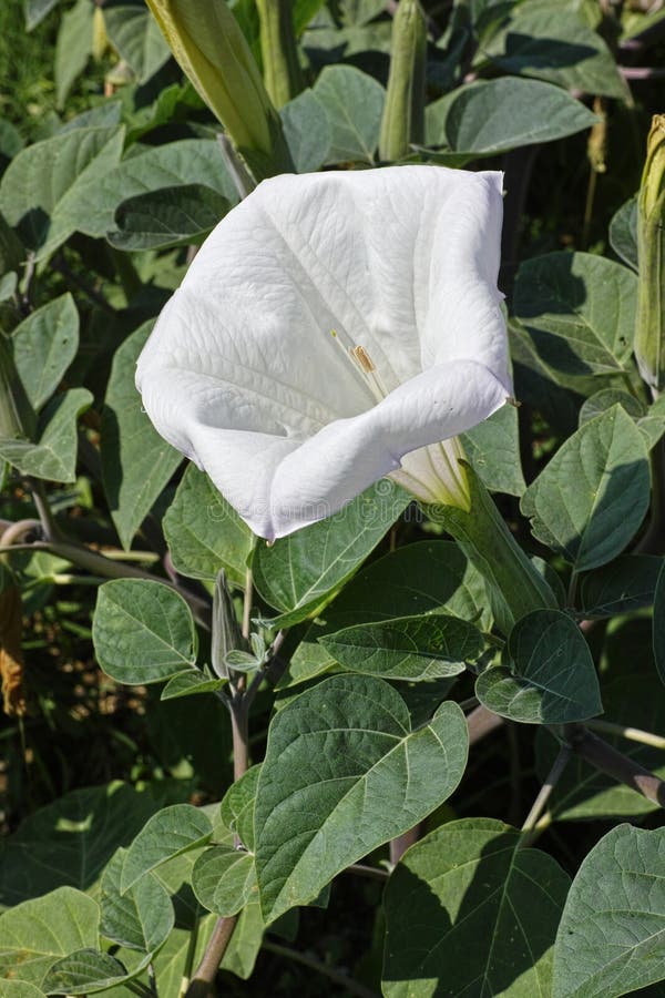 Devil`s weed plant stock photo. Image of blooming, bloom - 195145142