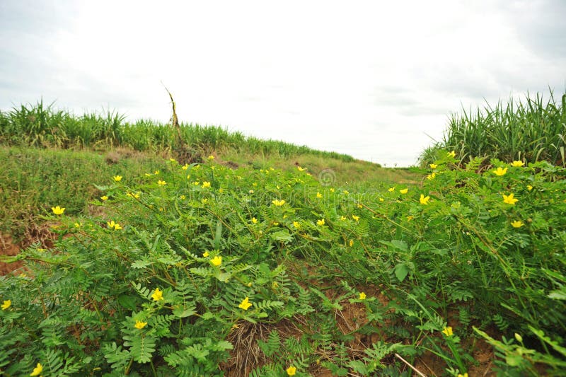 Devil`s-weed, Puncture Vine,puncturevine,tackweed. Stock Photo - Image ...