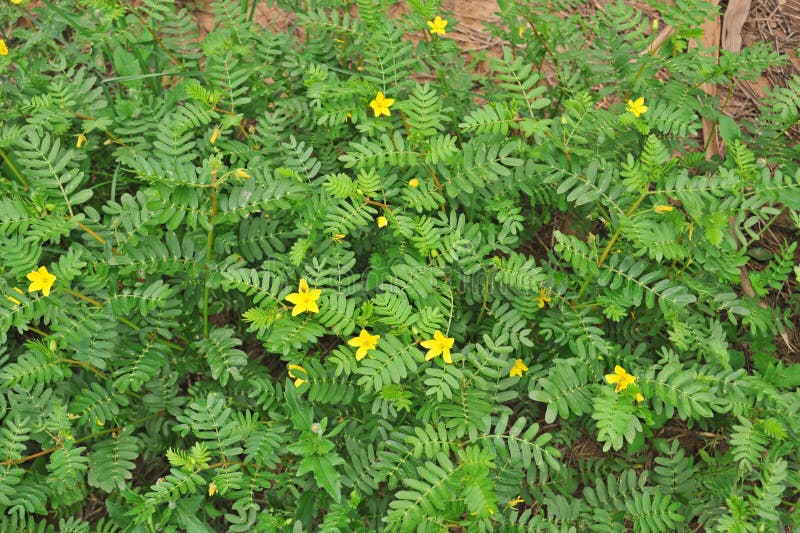 Devil`s-weed, Puncture Vine,puncturevine,tackweed.;invasive Broadleave ...