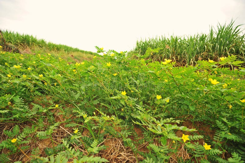 Devil`s-weed, Puncture Vine,puncturevine,tackweed.;invasive Broadleave ...