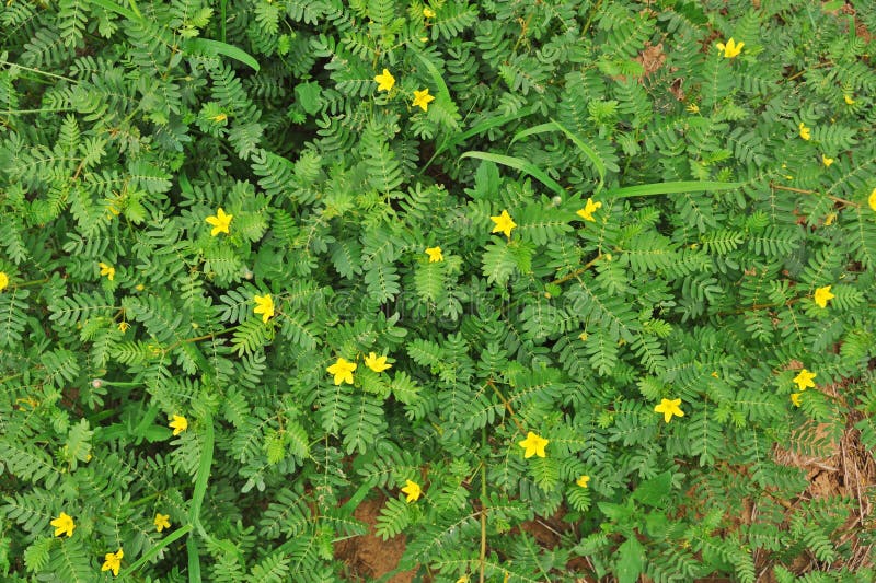 Devil`s-weed, Puncture Vine,puncturevine,tackweed.;invasive Broadleave ...