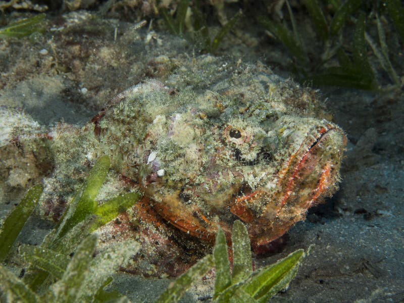 Devil Scorpionfish , Red Sea Stock Image - Image of sealife, marinelife ...