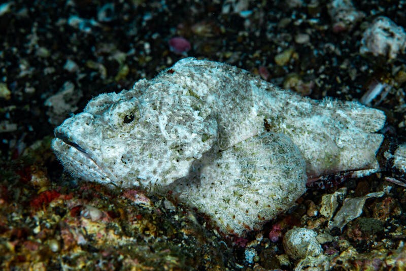 Devil Scorpionfish Scorpaenopsis Diabolus Stock Photo - Image of diving ...