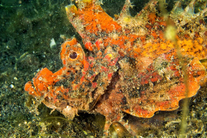 Spiny Devil Walking Stick stock photo. Image of leaf, creature - 3452778