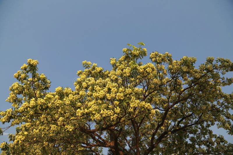 Devil Tree stock image. Image of season, medicinal, environment - 178671755