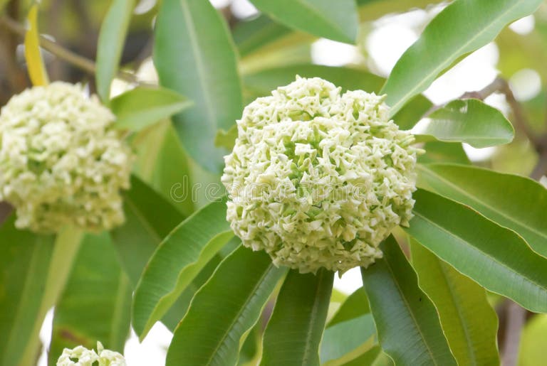 Devil Tree flower stock photo. Image of devil, leaves - 107473108