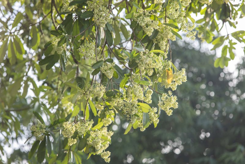 Devil on the Tree stock photo. Image of markovci, faå¡enk - 178663034