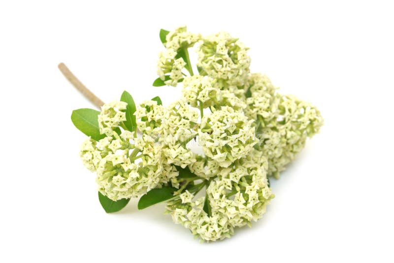 Devil Tree stock image. Image of ecology, branch, white - 31900489