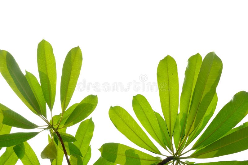 Devil Tree Leaves with Branches and Day Light on White Isolated ...