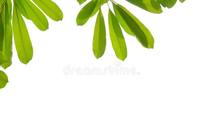 Devil Tree Leaves with Branches and Day Light on White Isolated ...