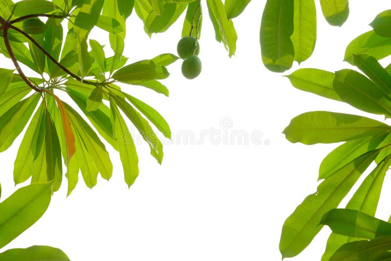 Devil Tree Leaves with Branches and Day Light on White Isolated ...