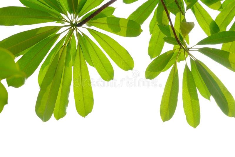 Devil Tree Leaves with Branches and Day Light on White Isolated ...