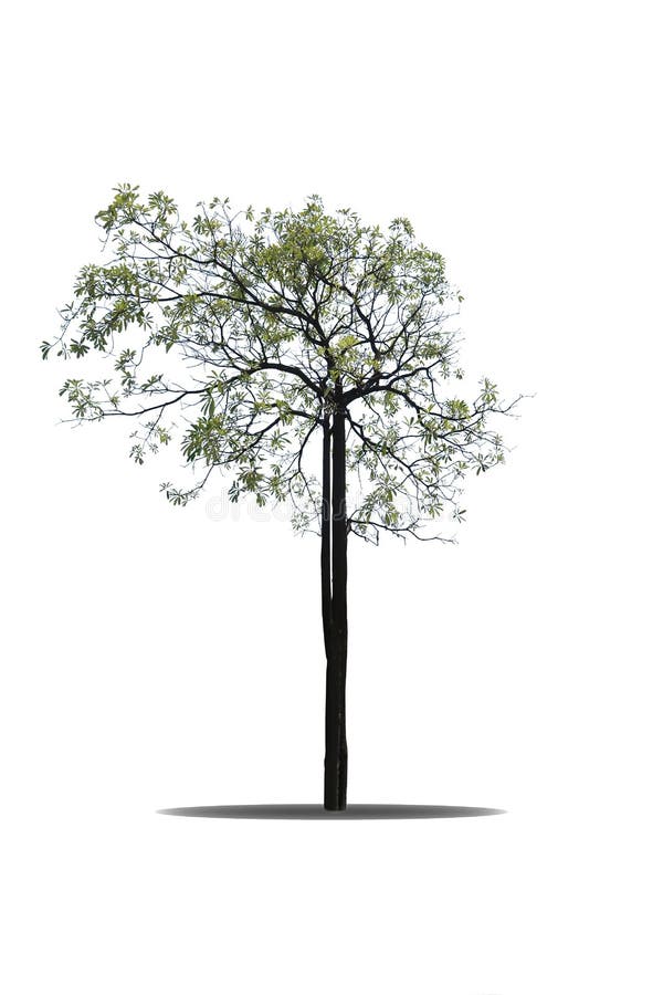 Devil on the Tree stock photo. Image of markovci, faå¡enk - 178663034