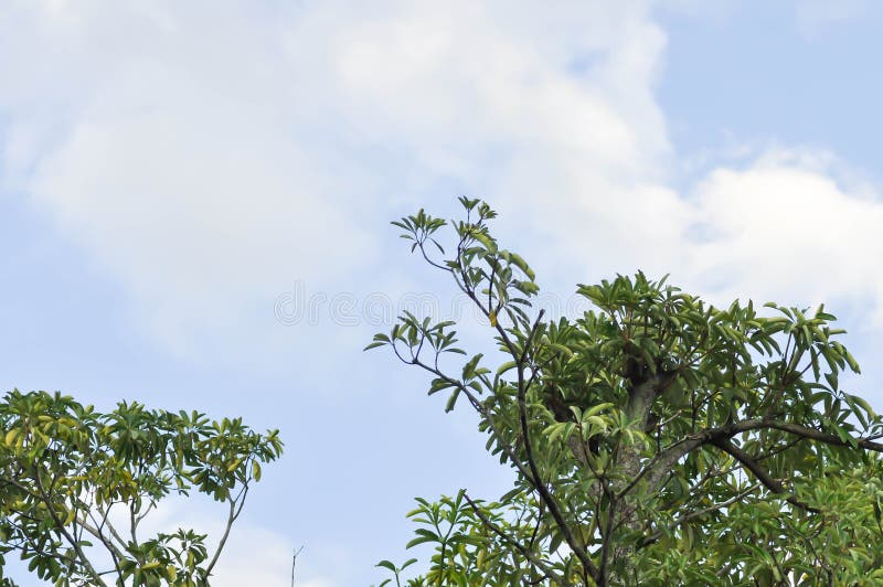 Devil Tree, White Cheesewood or Devil Bark or Dita Bark or Black Board ...