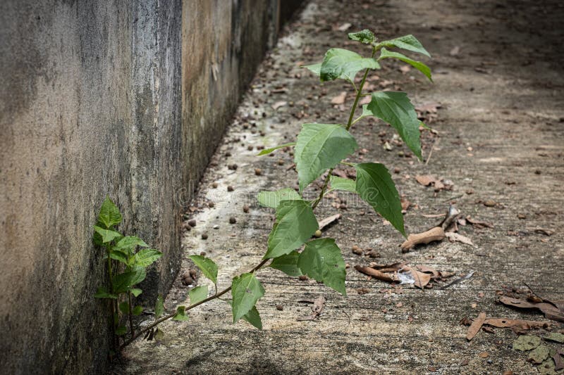 Devil Weed Tree Growing on a Concrete Stock Photo - Image of siam ...