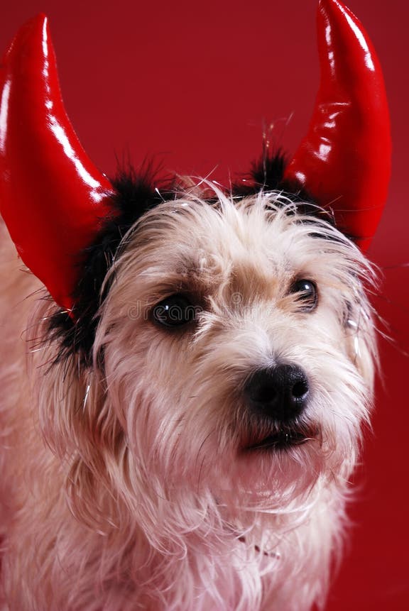 Devilish dog stock photo. Image of puppy, animal, costume - 3278958