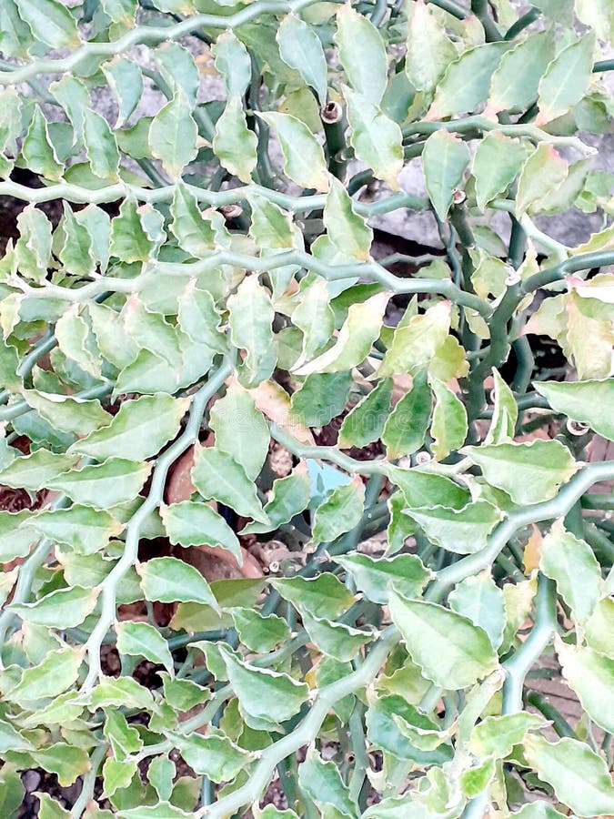 Devils Backbone Plant with Green Leaf Stock Image - Image of fruit ...
