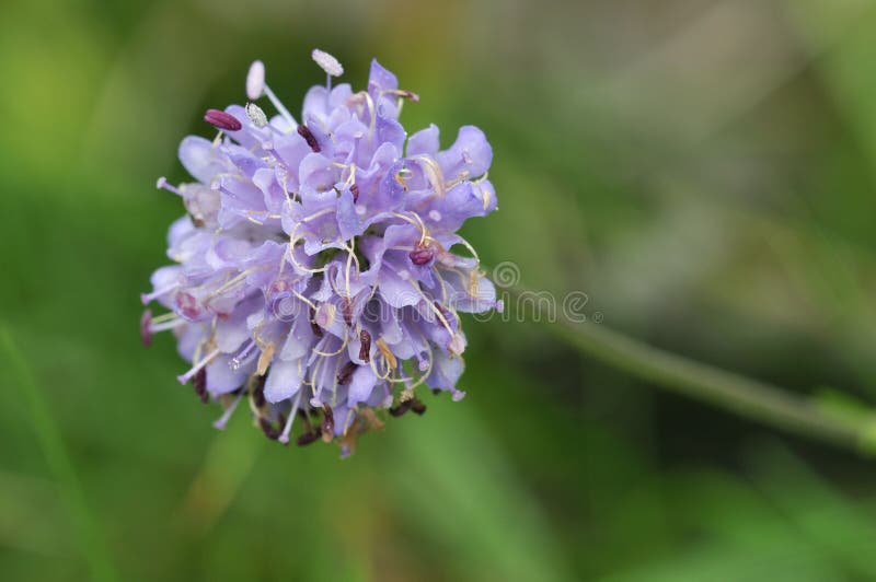 Devils-bit Scabious stock photo. Image of anthers, meadow - 37799356