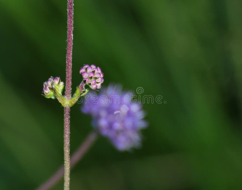 Devils Bit Scabious stock photo. Image of macro, foreground - 45560946