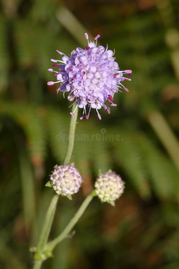Devils-bit Scabious stock photo. Image of scabious, pratensis - 196749404